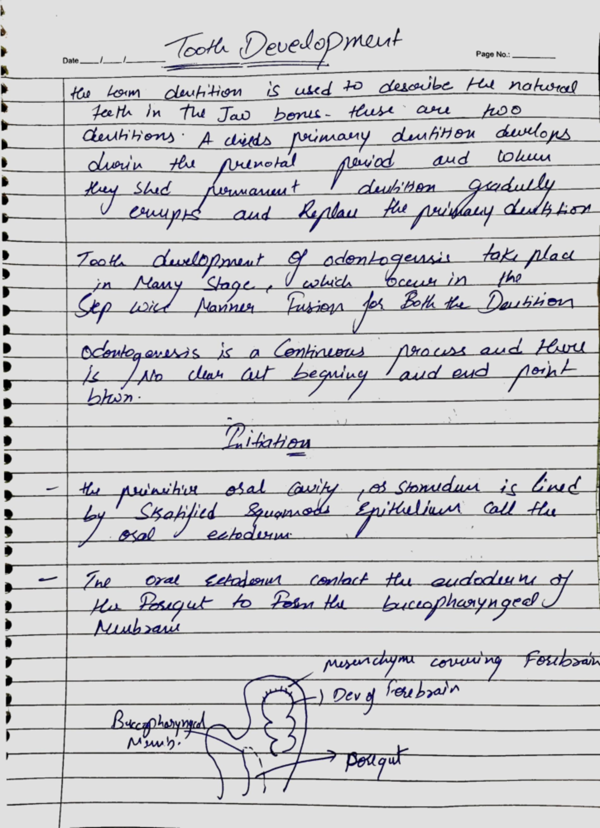 Tooth development gs - nice notes - MBBS - Studocu