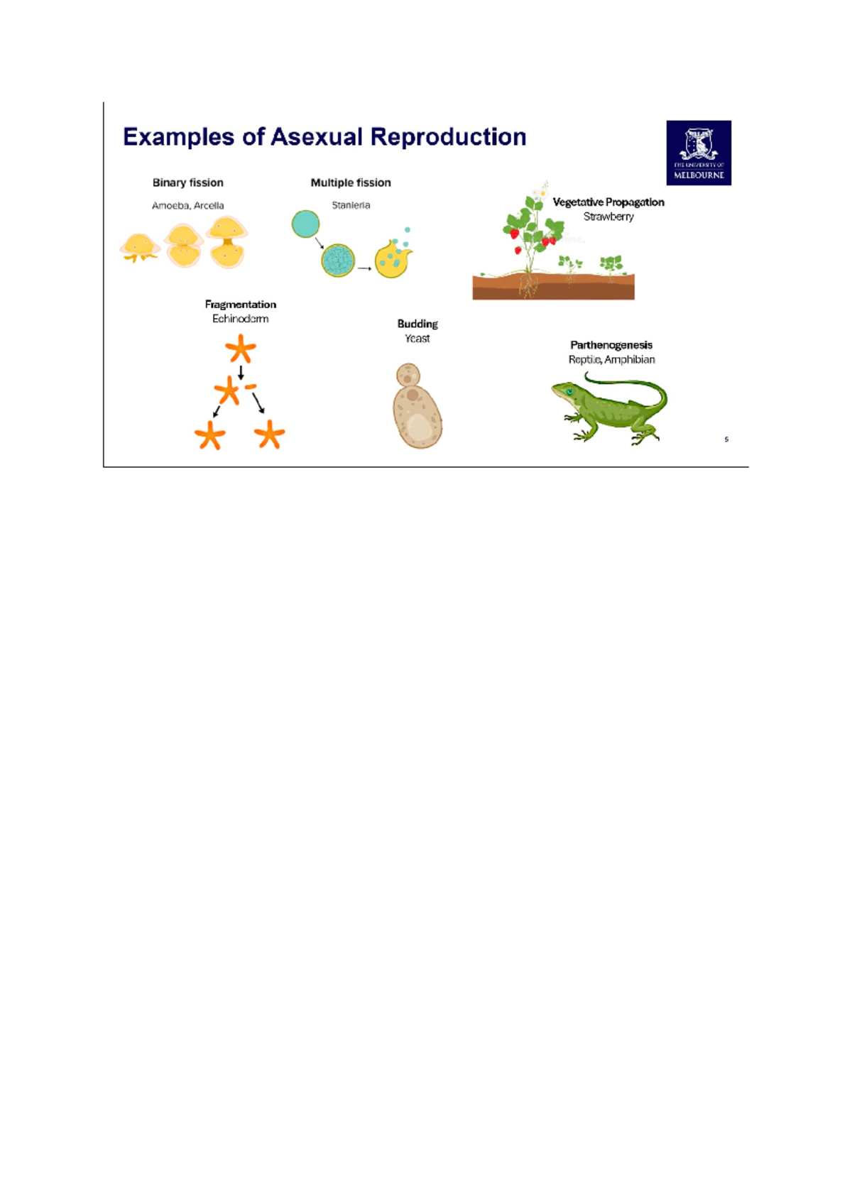 Doc2 - asexual reproduction - BIOL10010 - Examples of Asexual ...