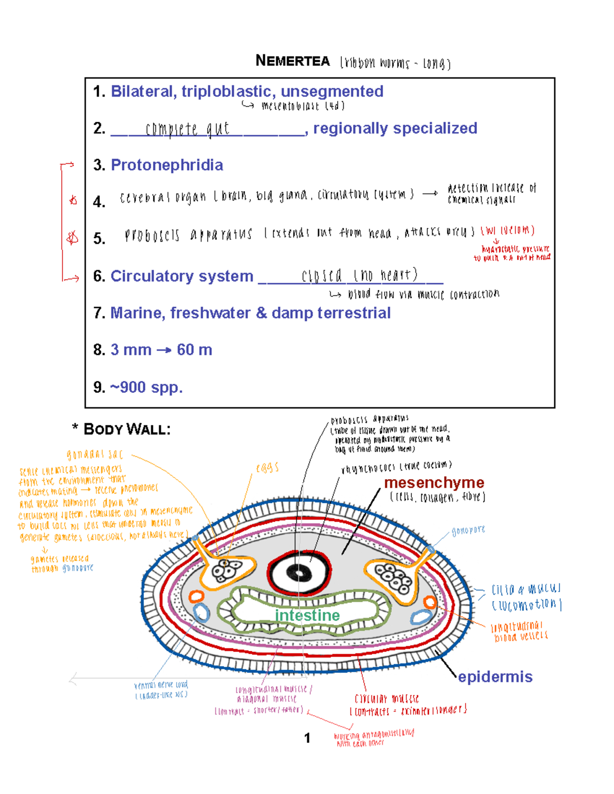 Nemertea - ####### 1 N EMERTEA * B ODY WALL: 1. Bilateral ...