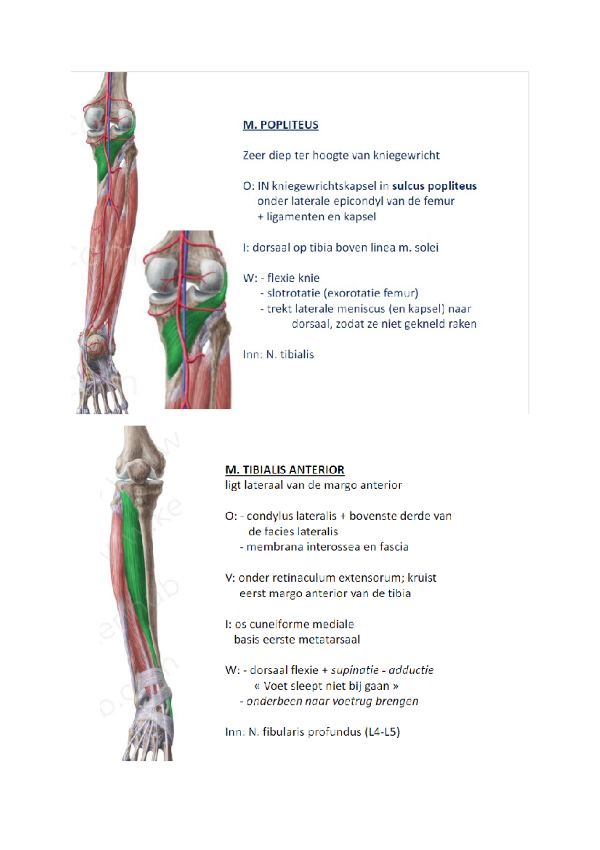 Spieren onderbeen - samanvatting oorsprong insertie werking en ...