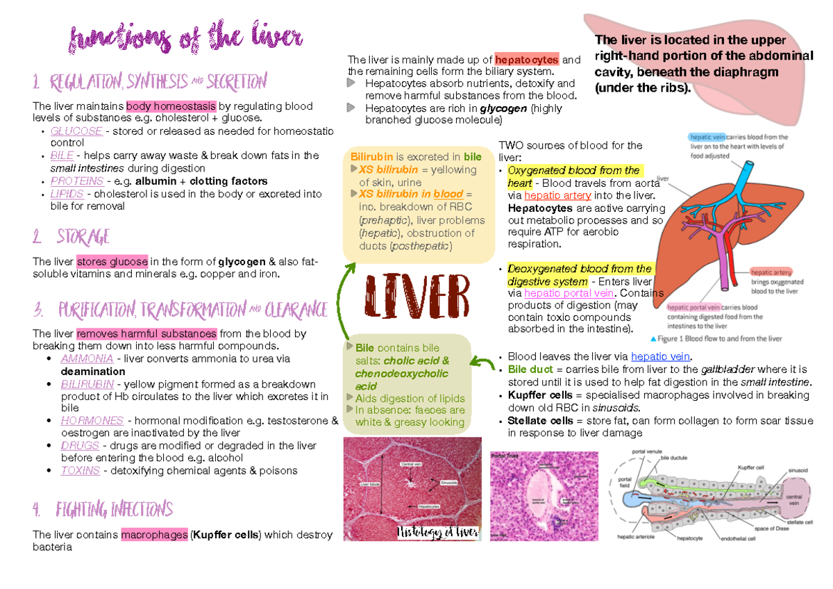 Liver Disorders and Alcohol MINDMAP - FUNCTIONS OF THE LIVER 1 ...