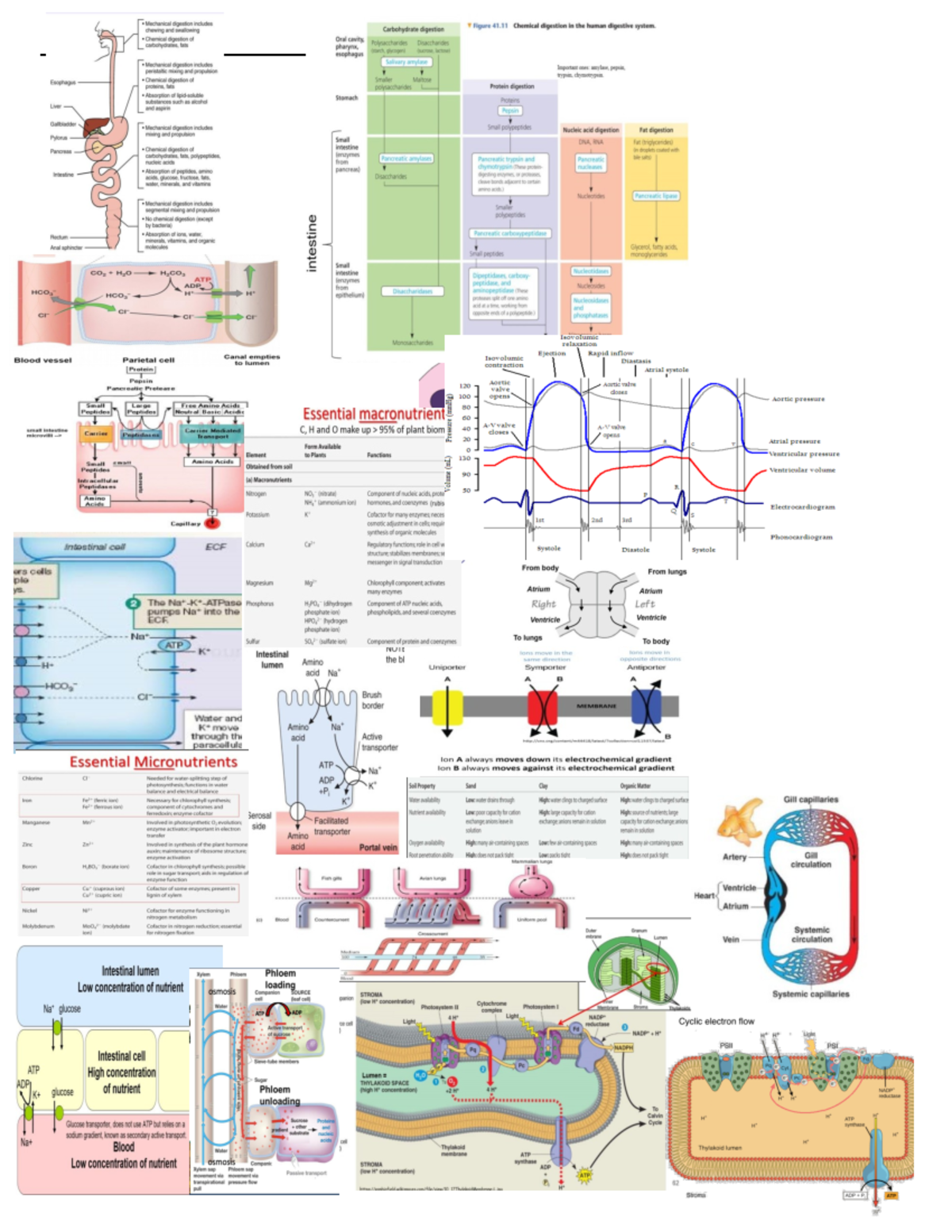 Bio 260 sheet - PLANTS : 6 CO2 + 12H2O + light à C6H12O6 + 6O2 + 6H2O| Light- dependent rxns ...