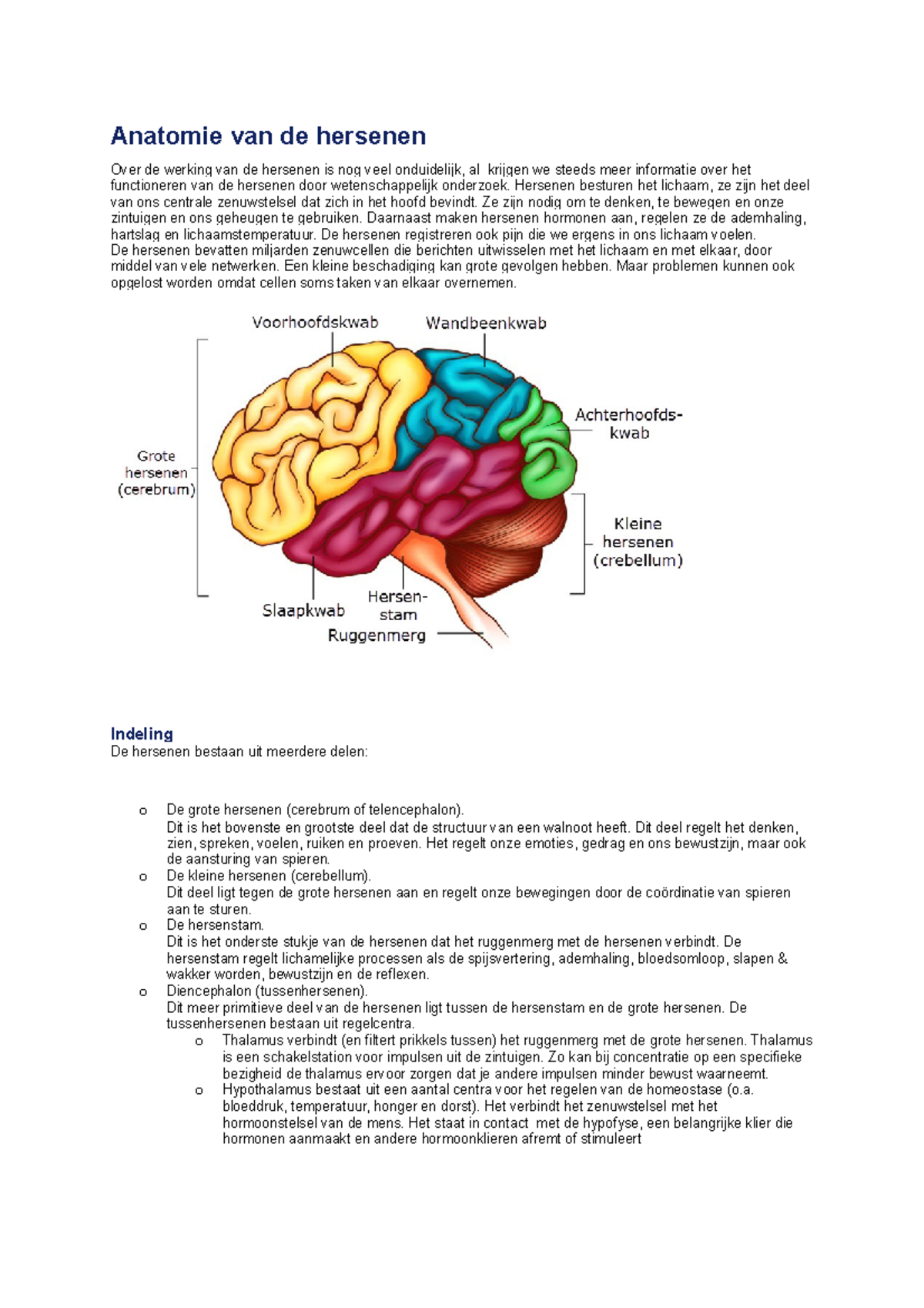 Anatomie van de hersenen - Hersenen besturen het lichaam, ze zijn het ...