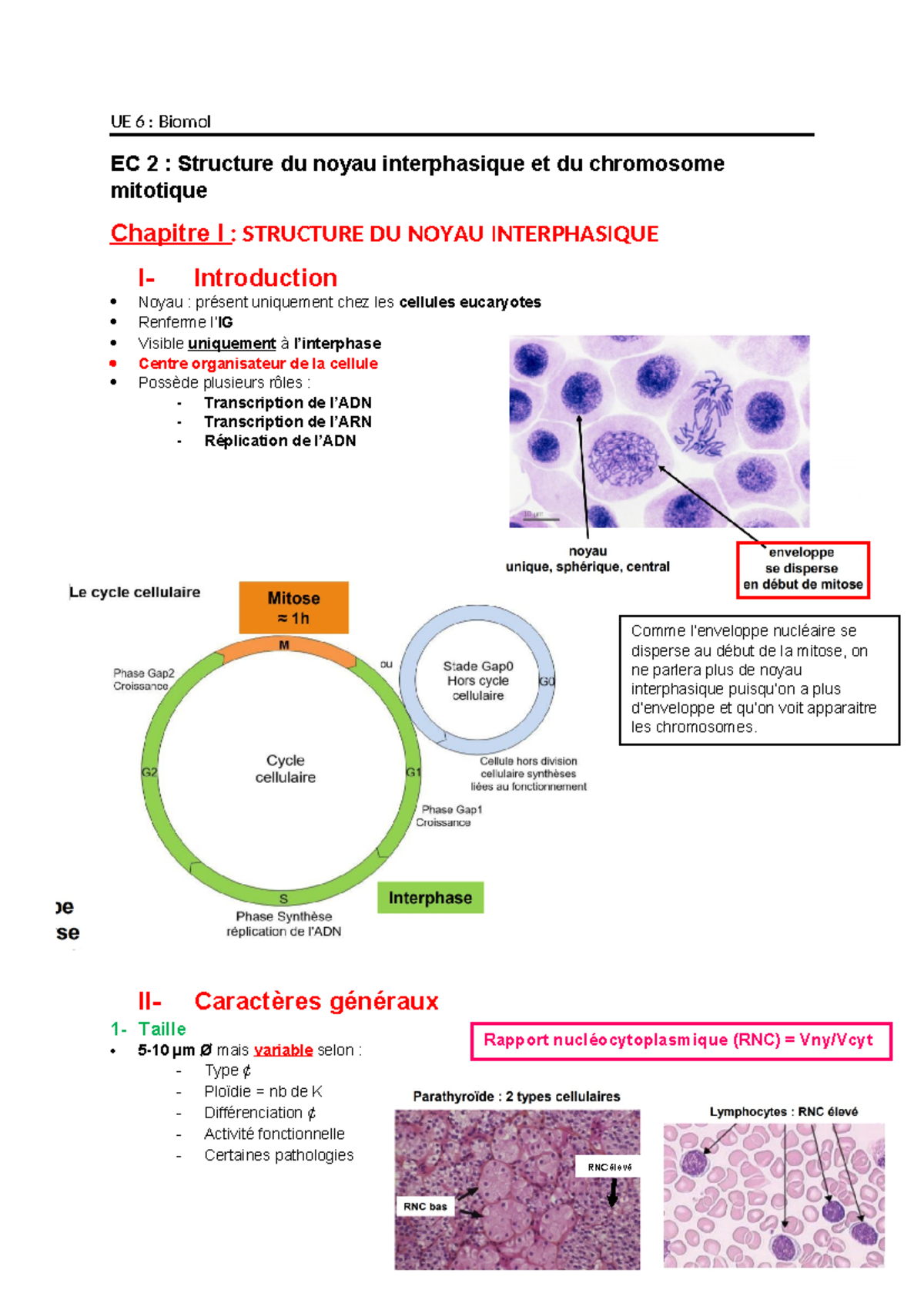 1- Noyau interphasique - UE 6 : Biomol EC 2 : Structure du noyau ...