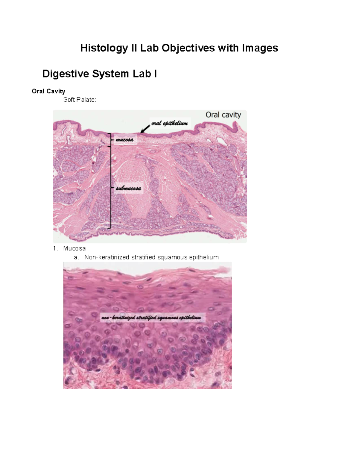 Semester Two Histo Lab Images - Histology II Lab Objectives with Images Digestive System Lab I ...