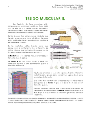 Tejido Muscular P1 - Tejido Muscular Sebastián Navarro 1 TEJIDO ...