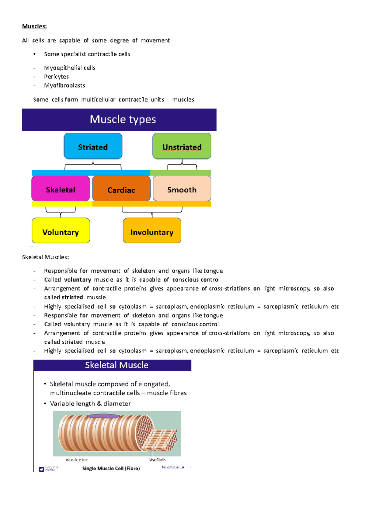 Msucles - Lecture notes on the Muscles from physiology lecture ...