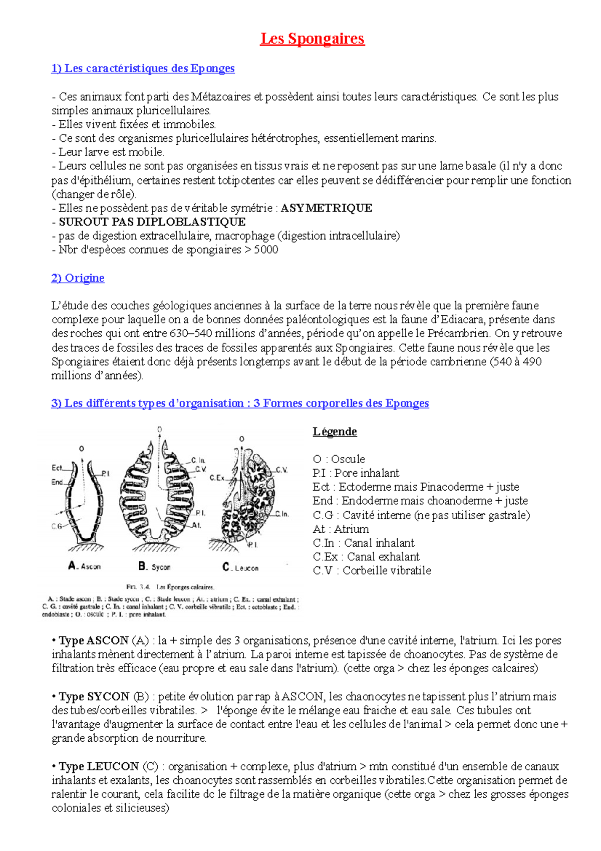 3 Les spongiaires - Les Spongaires Les caractéristiques des Eponges Ces ...