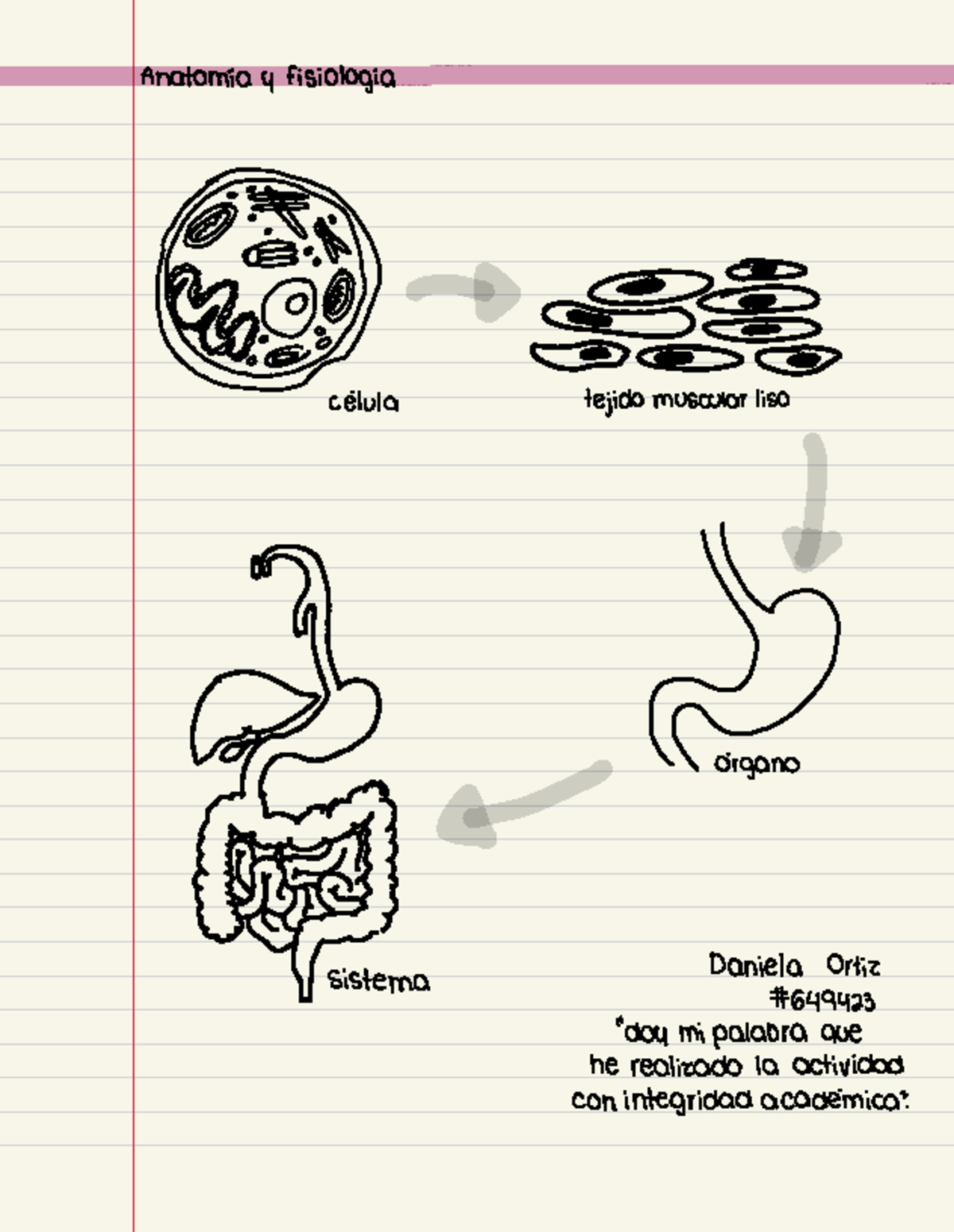 Dibujo - De célula a tejido a órgano a sistema - Anatomía Humana ...