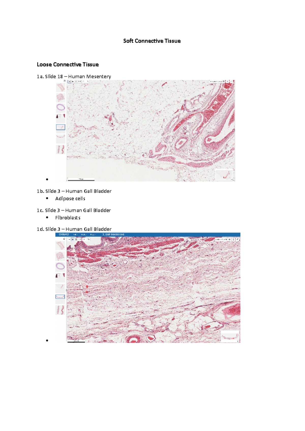 Practical 3 - Soft Connective Tissue - Sot Connecive Tissue Loose ...