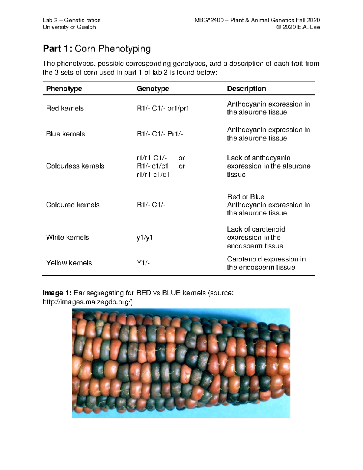 Lab2-1 Data - Labs - University of Guelph © 2020 E. Lee Part 1: Corn ...