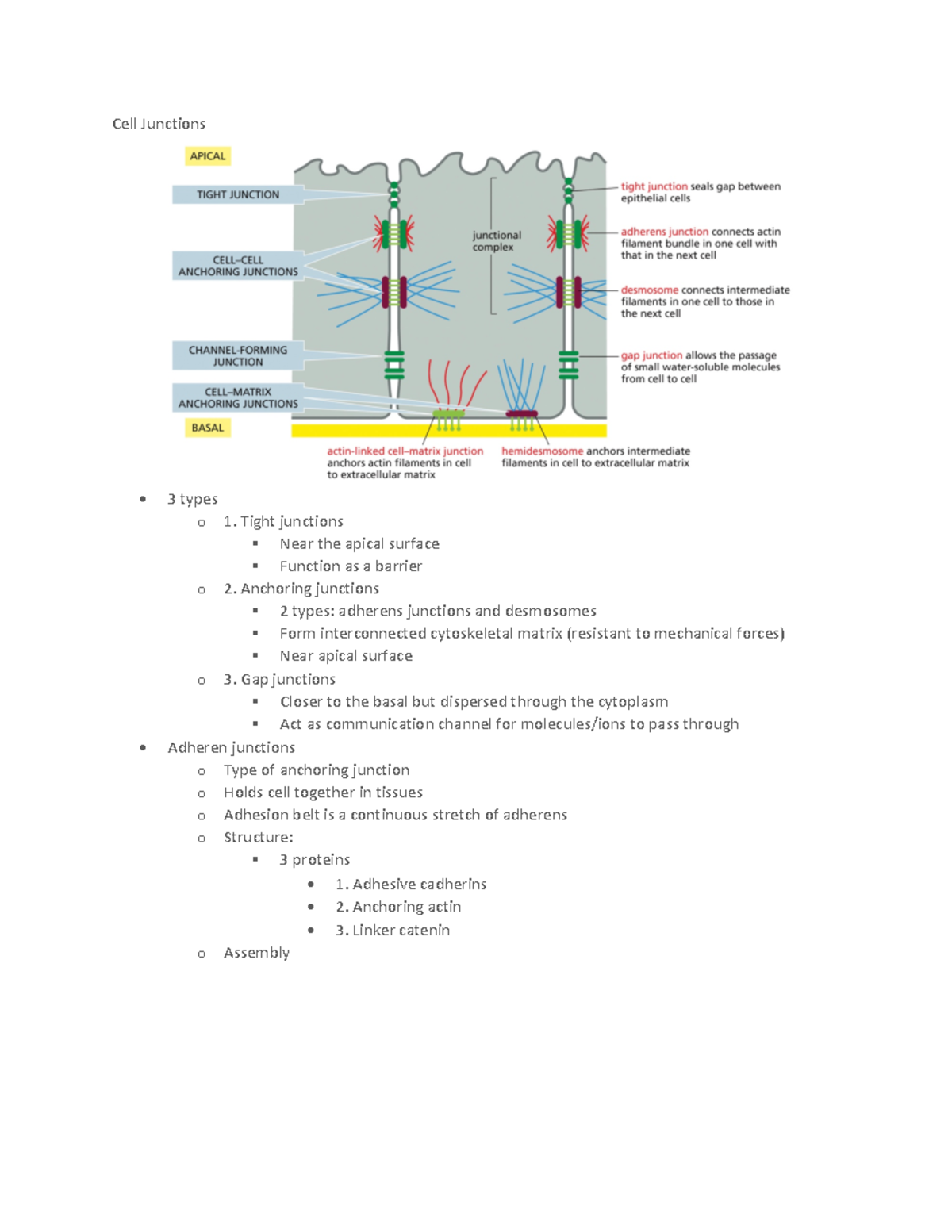 Cell Junctions - Bio 211, Dr. Ryan Petrie, Cell Junction Notes and ...