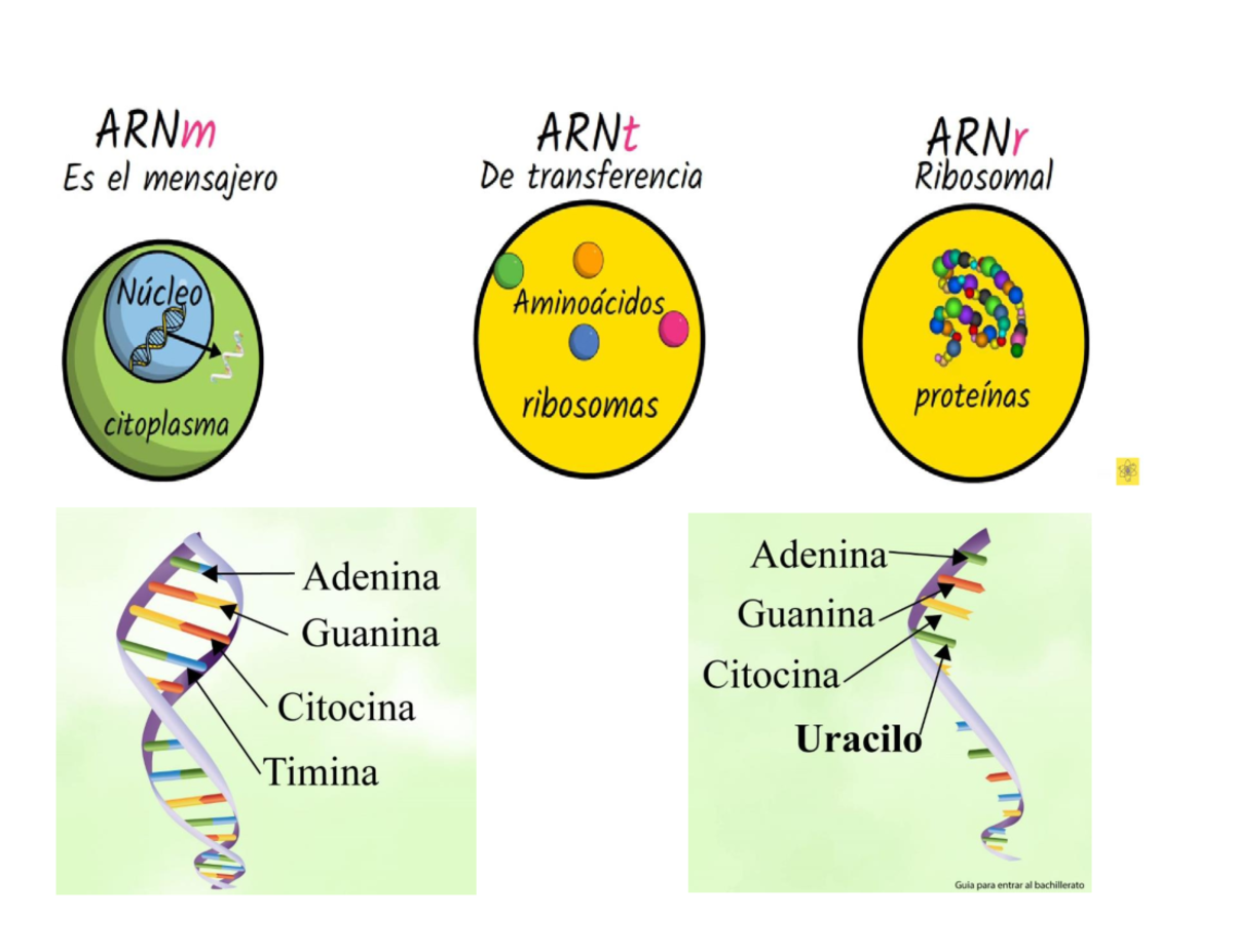 Clases DE Tejidos - ARNm ARNt ARNr Es el mensajero De transferencia ...