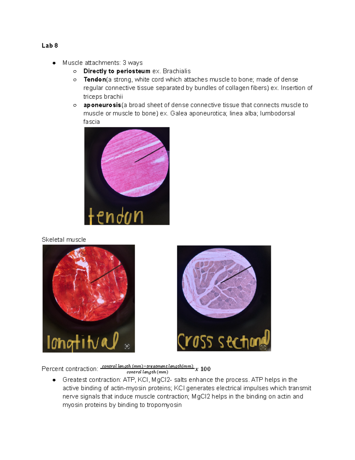 Lab 3 exam outline - Lab 8 Muscle attachments: 3 ways Directly to ...