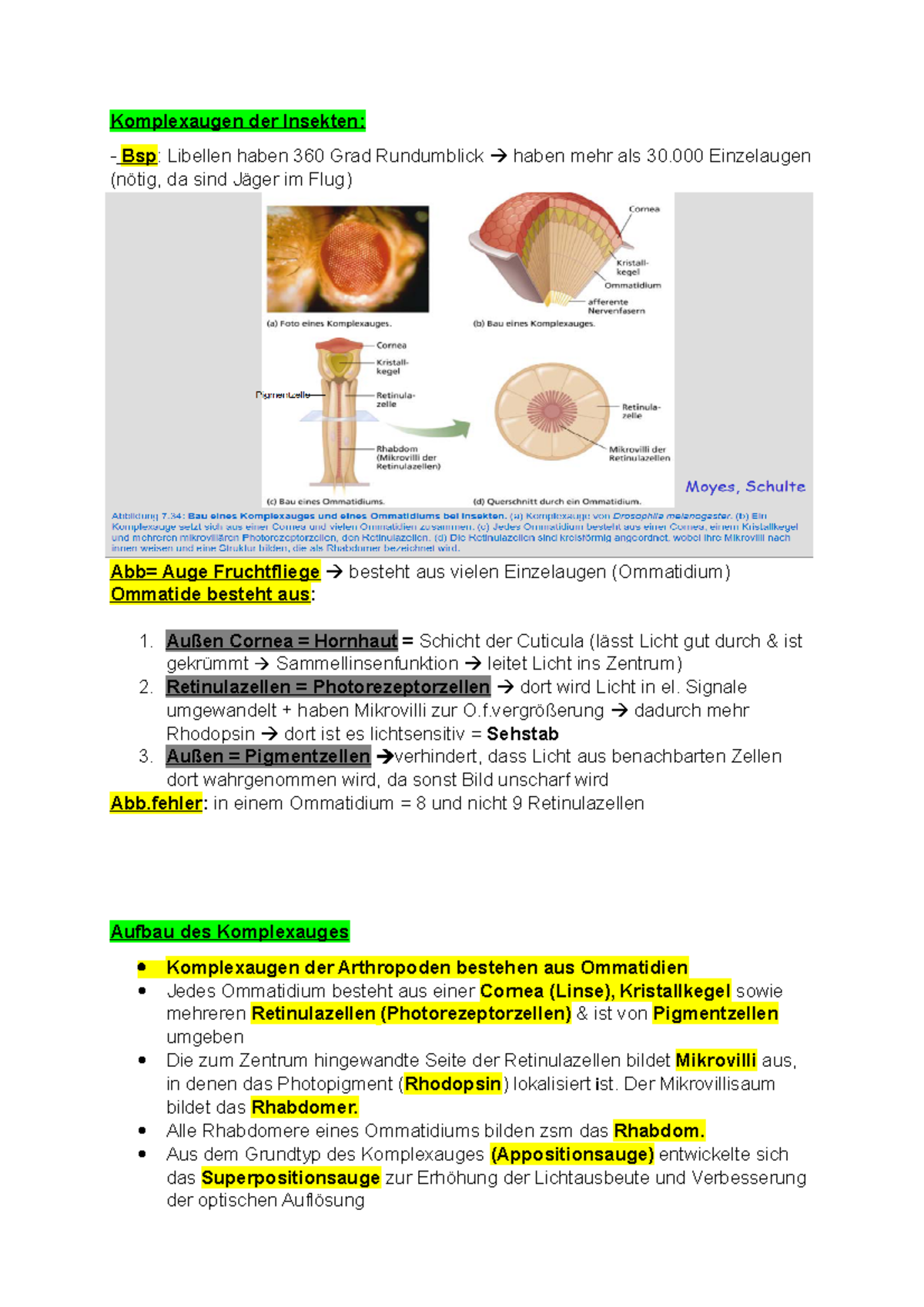 Lernzettel VL 9.2 - Komplexaugen der Insekten: Bsp: Libellen haben 360 ...