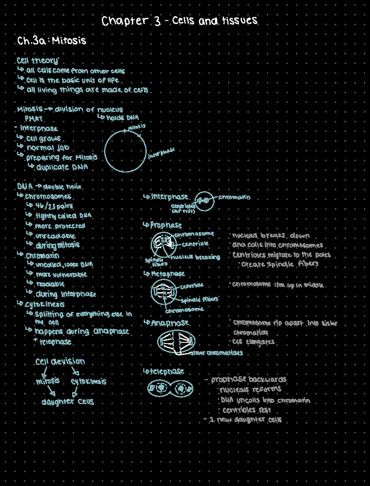 Ch 3 anatomy study notes, cell mitosis and the phases - Chapter 3 cells ...