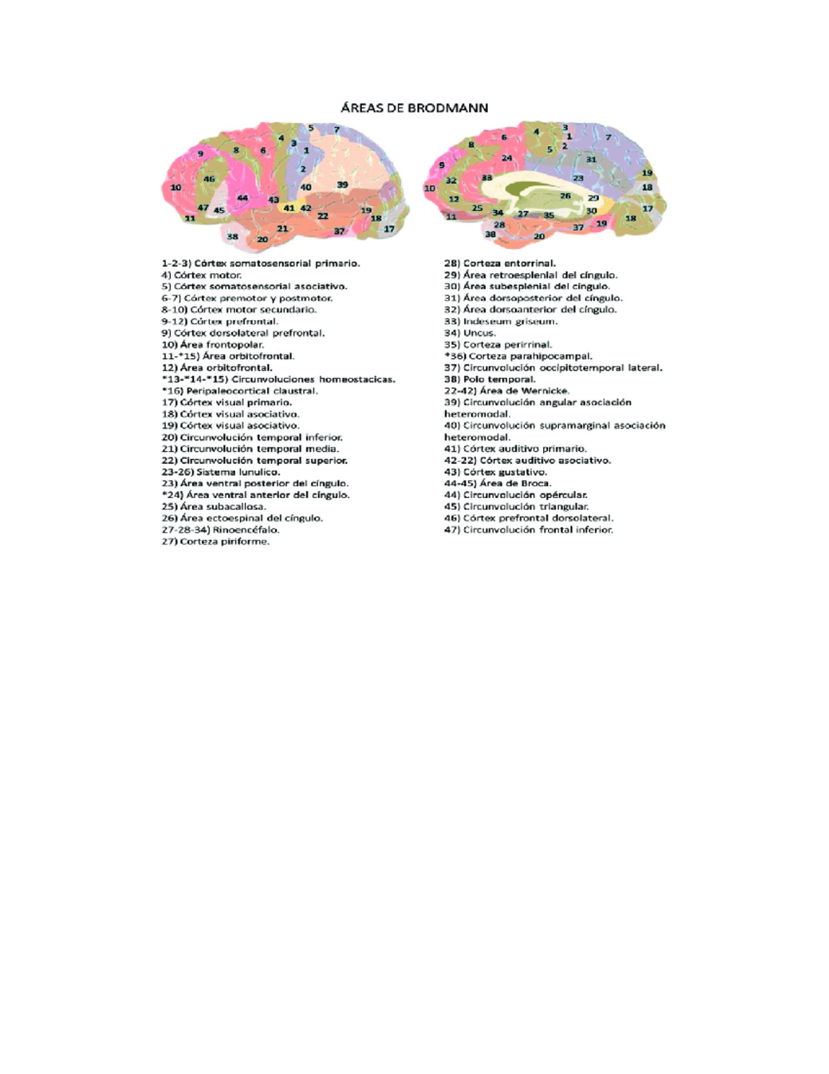 Repaso Areas DE Broman - Áreas somatosensitivas primarias: 1, 2 y Área ...