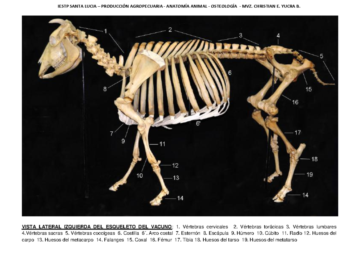 Partes de guesos del perro - VISTA LATERAL IZQUIERDA DEL ESQUELETO DEL ...