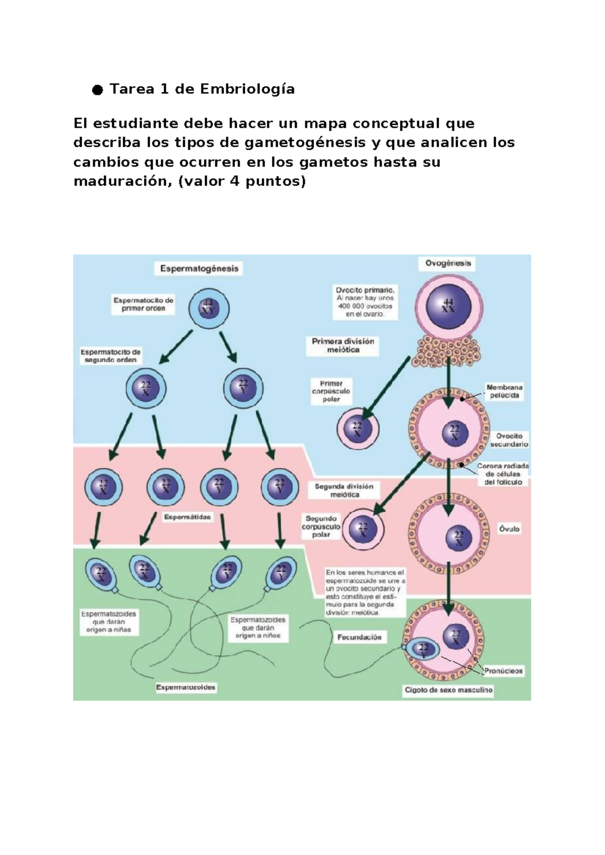 Tarea 1 de Embriologia - Tarea 1 de Embriología El estudiante debe ...