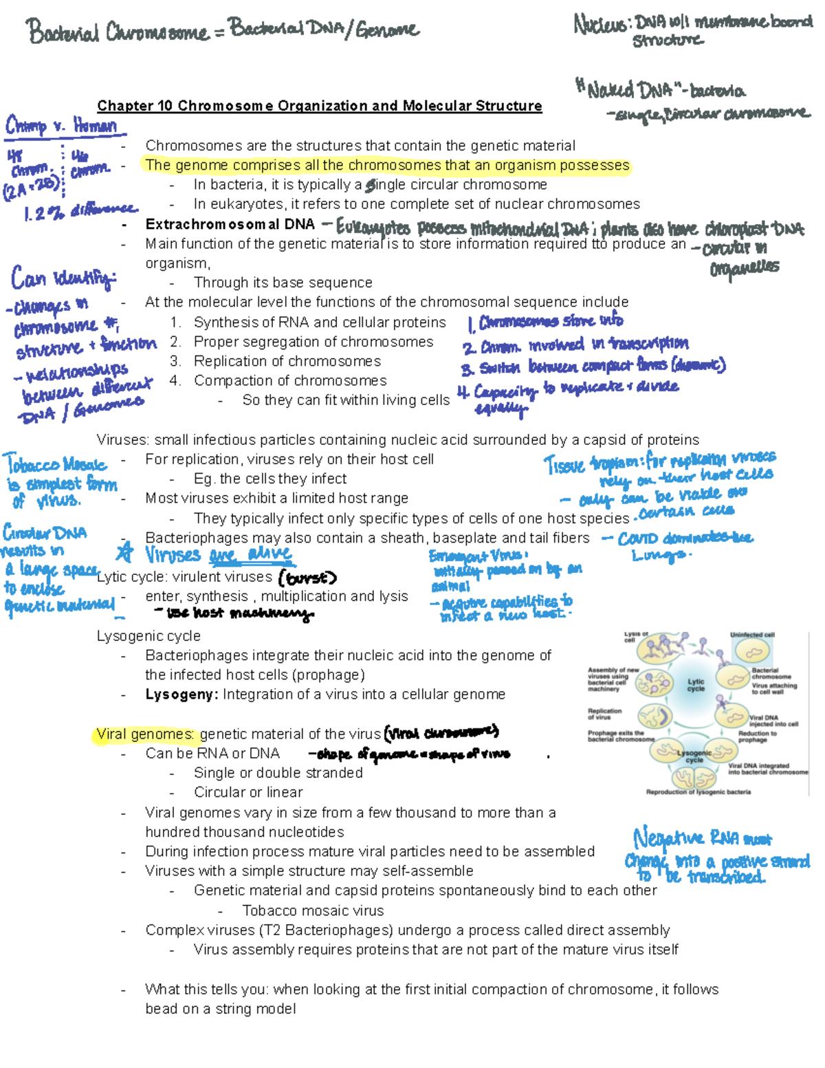 Chapter 10 Genetics Notes - Chapter 10 Chromosome Organization and ...