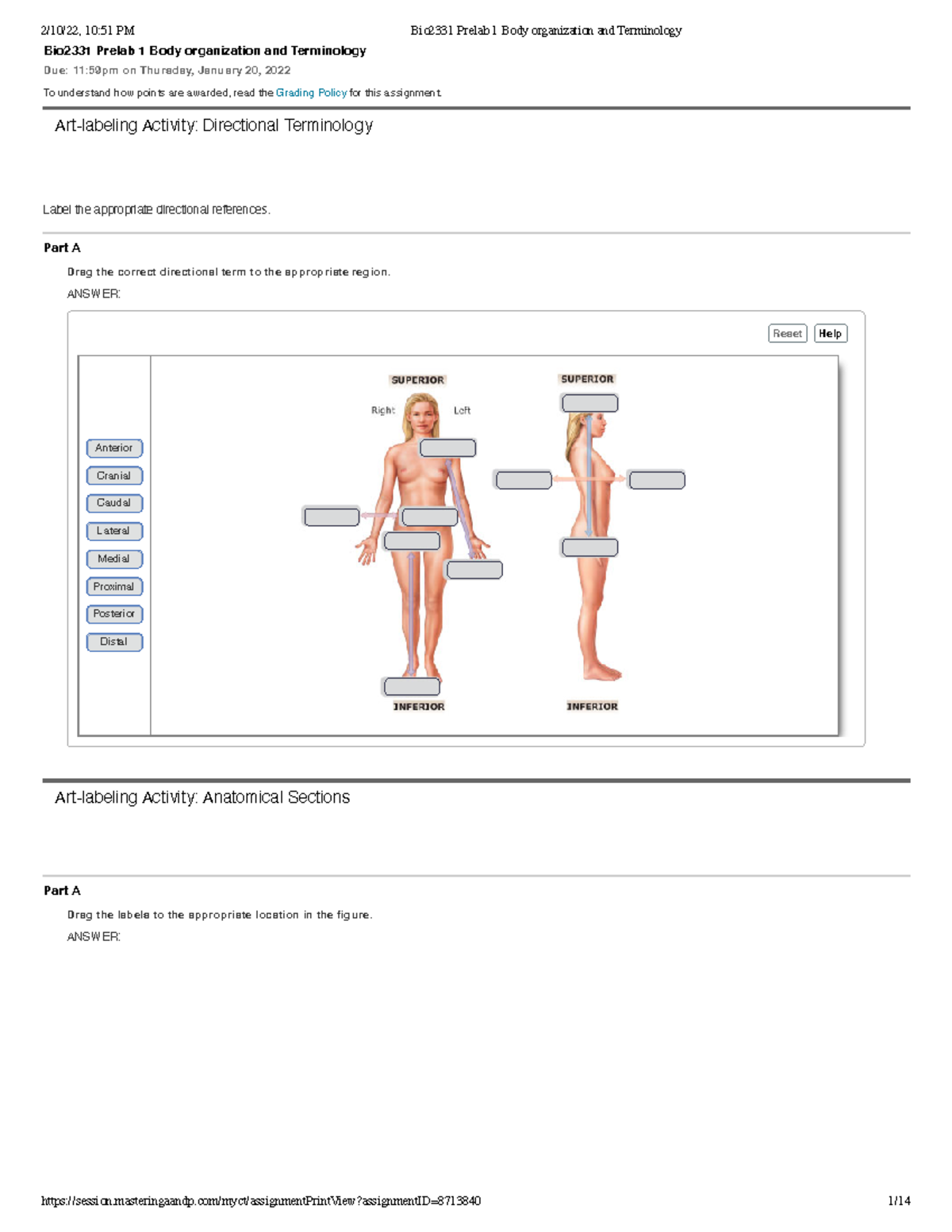 Bio2331 Prelab 1 Body Organization And Terminology Bio2331 Prelab 1 