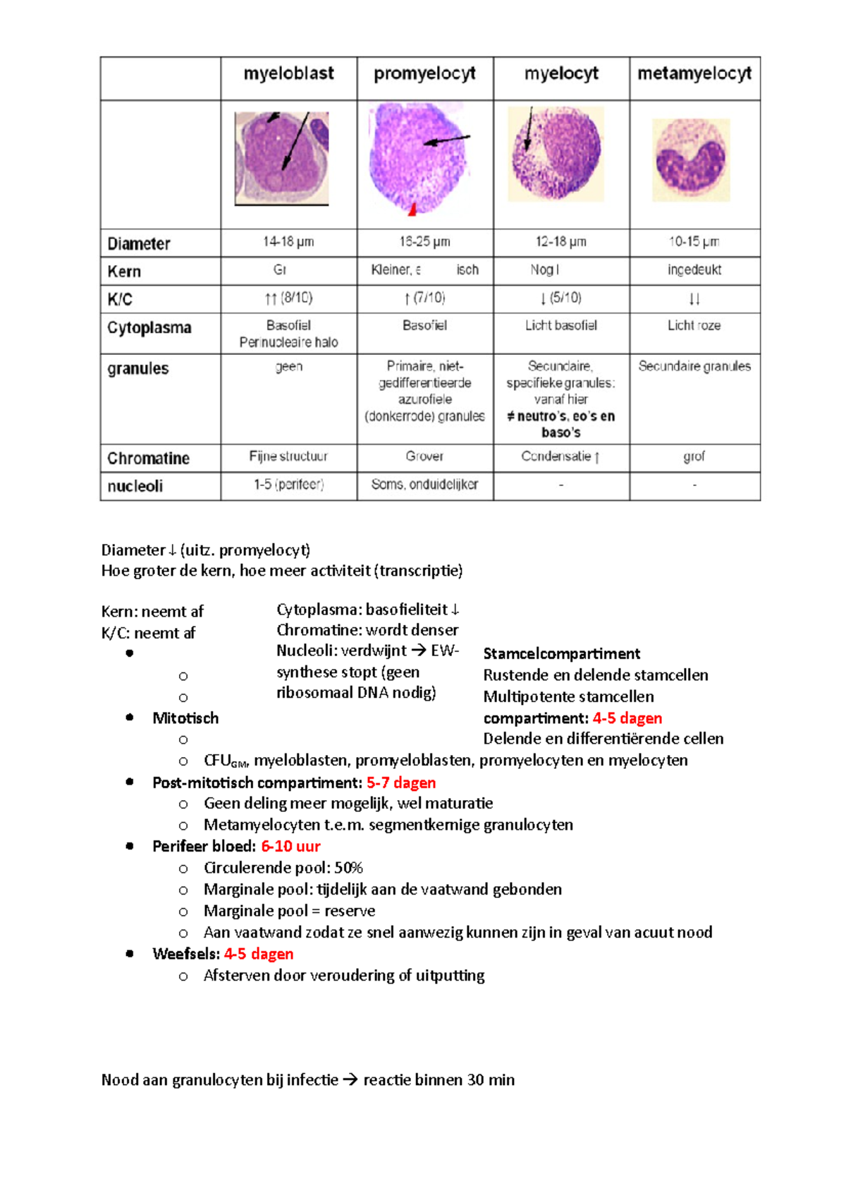 Granulopoëse en monopoëse - Diameter (uitz. promyelocyt) Hoe groter de ...