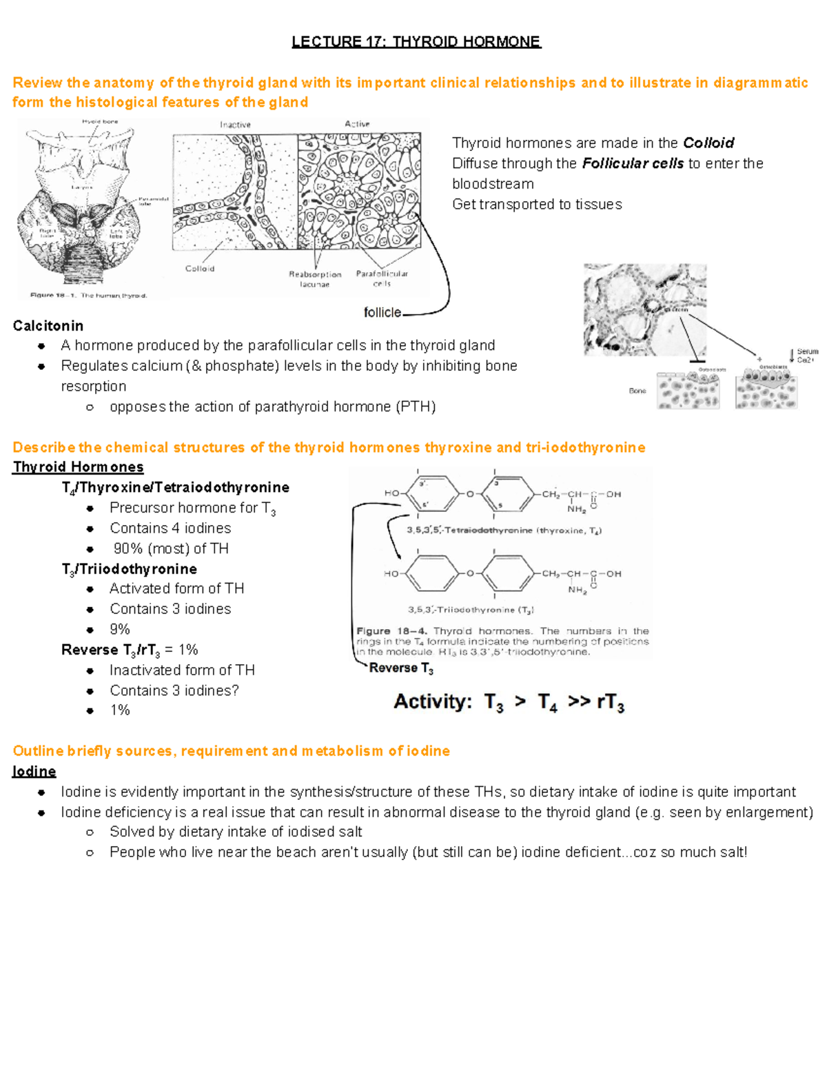 17. Thyroid - Lecture notes 17 - LECTURE 17: THYROID HORMONE Review the ...