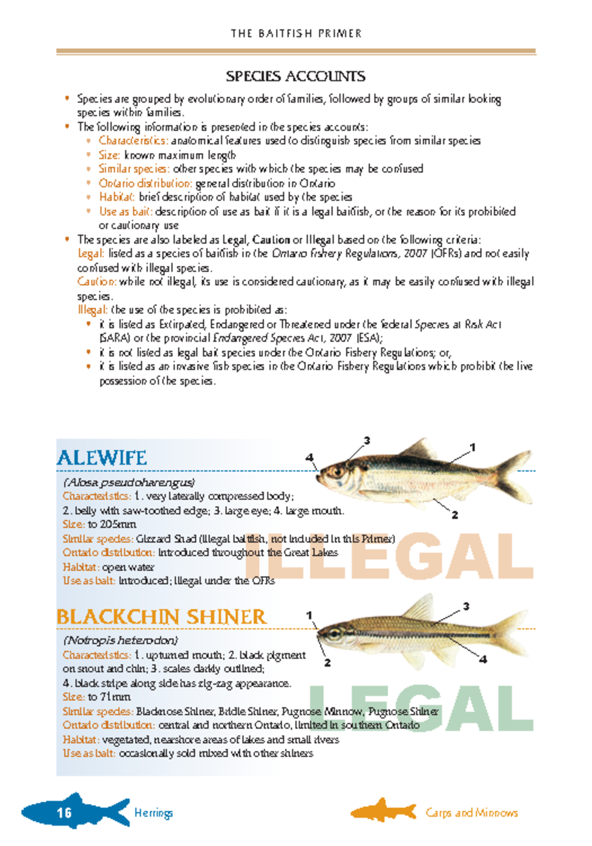 Baitfish Primer-output - Illegal legal ALEWIFE (Alosa pseudoharengus) characteristics: 1. very ...