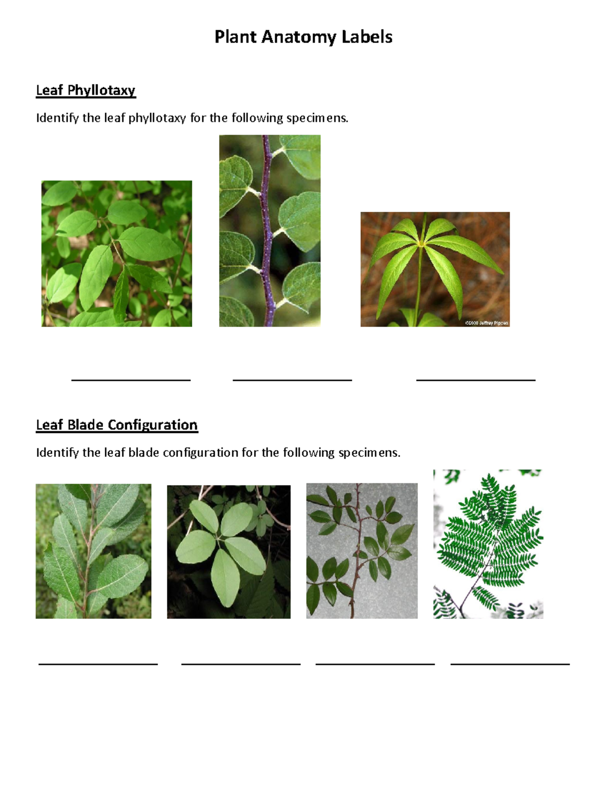 Labeling Sheet Plant Anatomy Labels PDF - Bio 1407 - Tarleton - Studocu