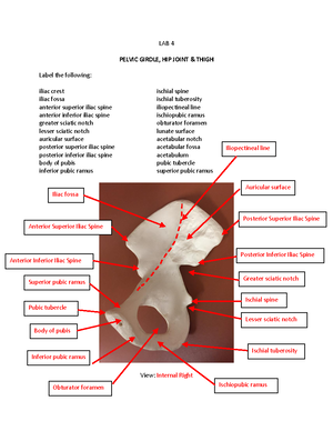 LAB 5 key - human anatomy- bones - LAB 5 KNEE, ANKLE & FOOT Label the ...