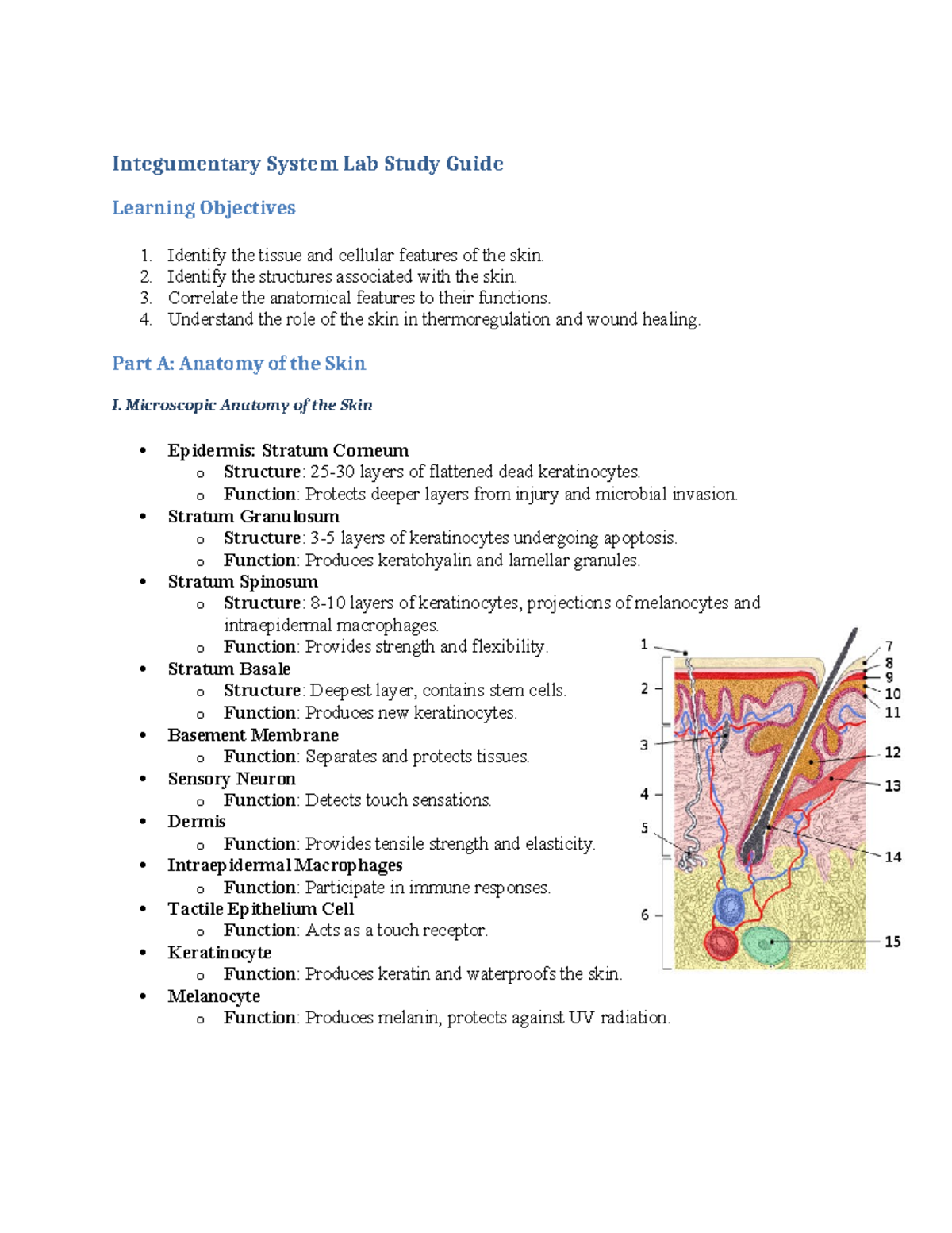 Integumentary (SKIN) System Lab Study Guide - Integumentary System Lab ...