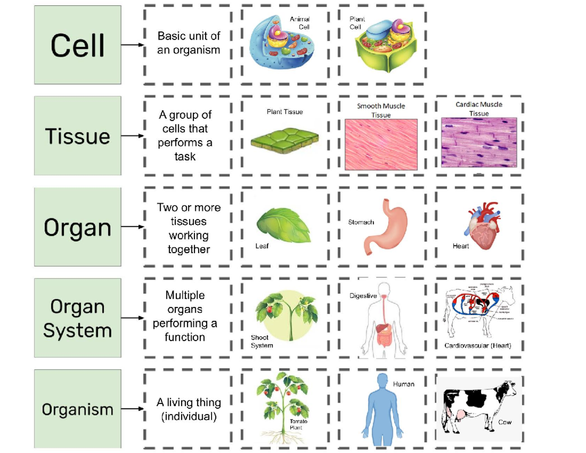 Card Sort (Cell Theory) - Animal Plant Cell Cell Cell Basic unit of an ...