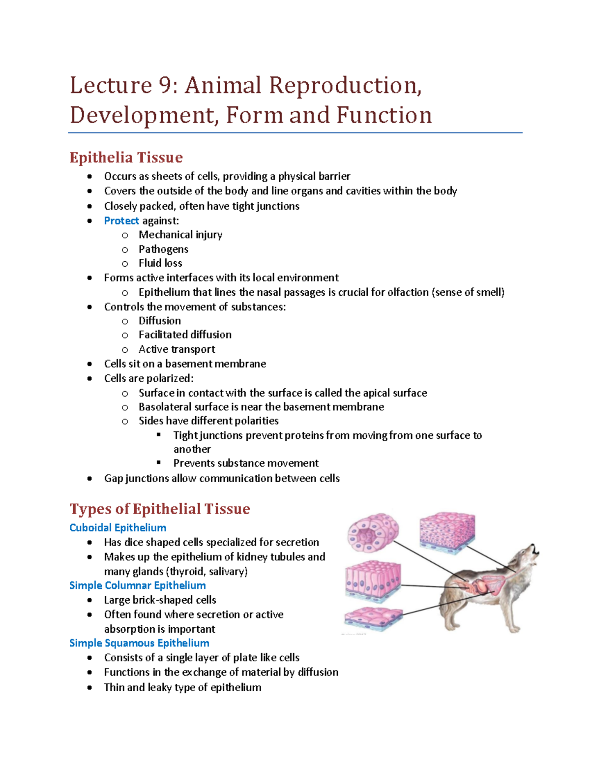 Lecture 9 - Animal form and function - Warning: TT: undefined function ...
