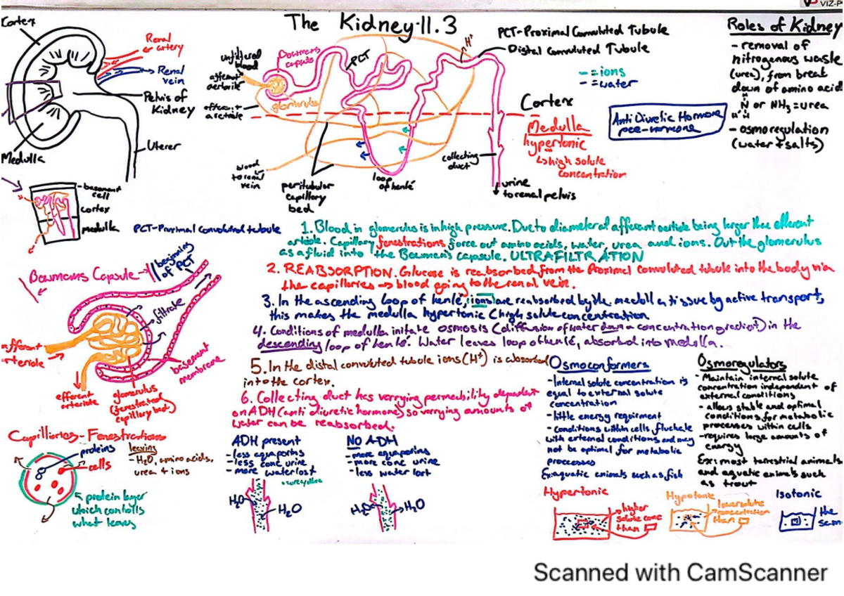 The Kidney 11.3 Biology HL IB - Studocu