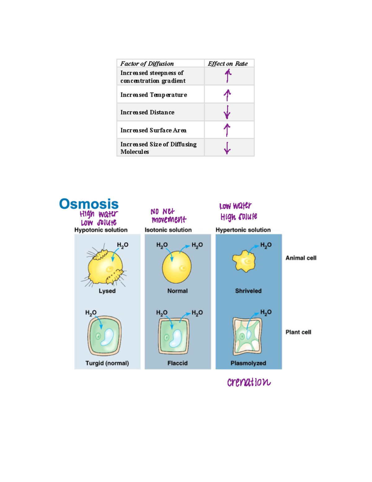 Ch 4 Cell - Anat and Phys I / Dr. Anne Dower / lecture notes - Factor ...