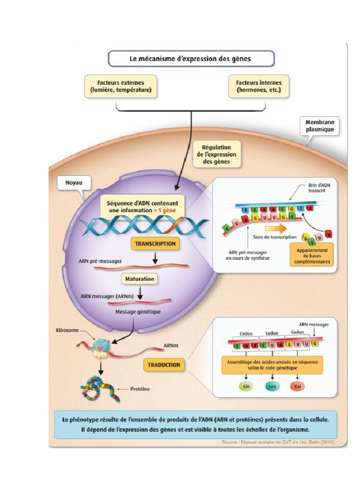 Document 37 - Le mécanisme des gènes Facteurs externes Facteurs ...