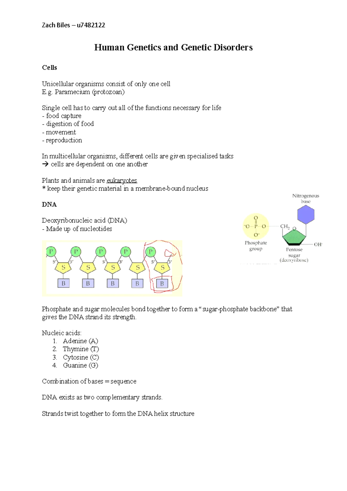 Lecture Notes: Human Genetics and Genetic Disorders - Zach Biles ...