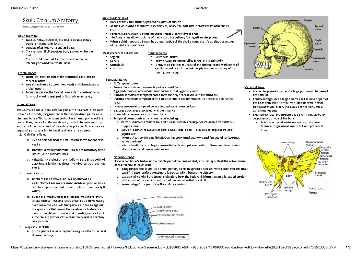 Skull (Cranium Anatomy) - 06/09/2022, 14:21 OneNote - Studocu