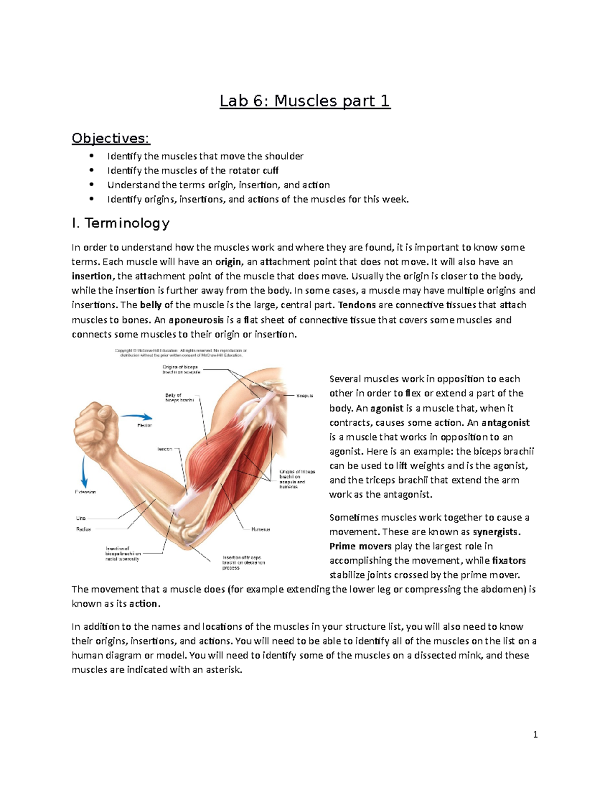 Lab 6 Muscles part 1 - lab - Lab 6: Muscles part 1 Objectives: Identify ...