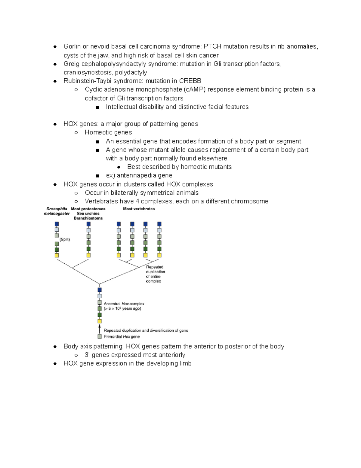 Med Gen Powerpoint 8 Developmental Genetics Part 6 - Gorlin or nevoid ...
