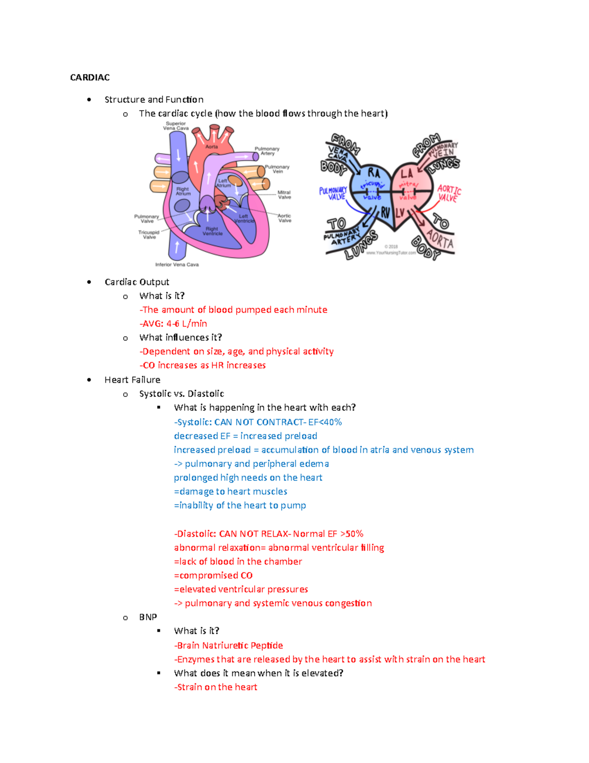 285 Exam I Study Guide - CARDIAC Structure and Func,on o The cardiac ...
