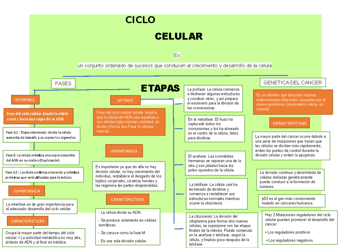 MAPA Conceptual - frgfrfe - CICLO CELULAR Es un conjunto ordenado de sucesos que conducen al ...