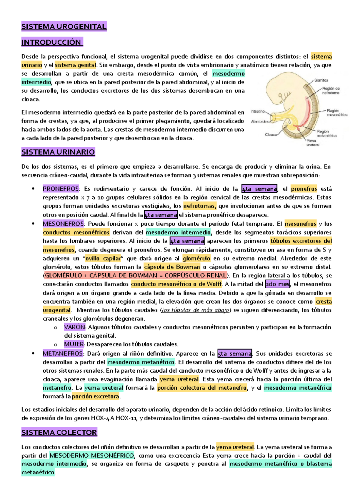 Sistema Urogenital - SISTEMA UROGENITAL INTRODUCCIÓN Desde la ...