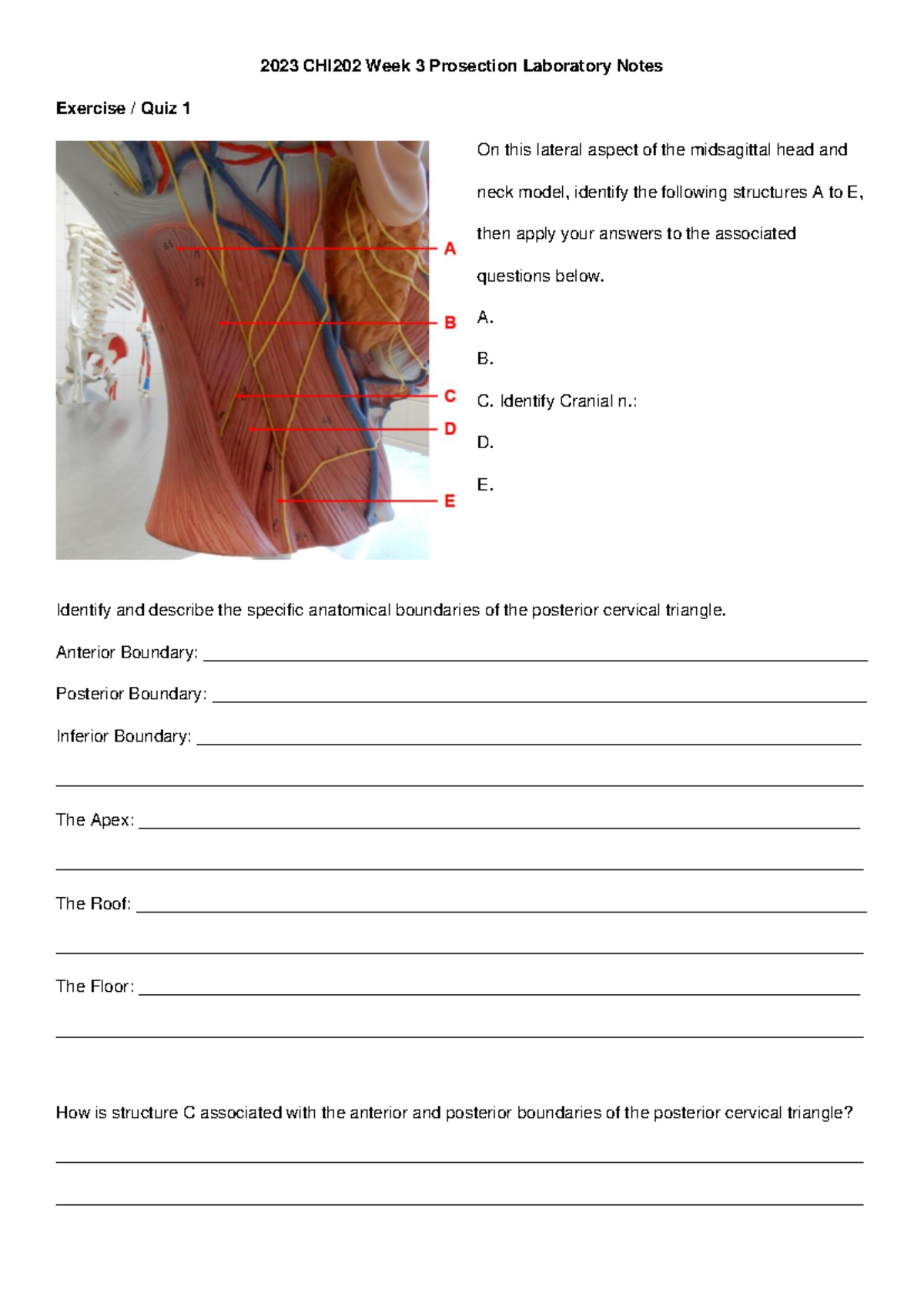 2023 CHI202 W3 Prosection Laboratory Notes - 2023 CHI 202 Week 3 ...