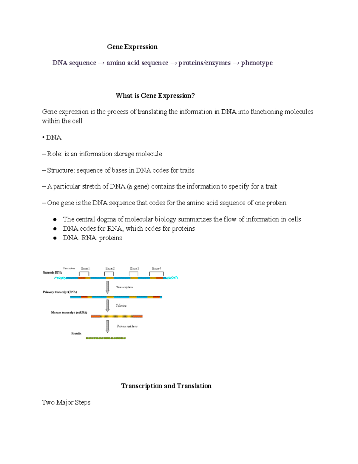 Gene Expression - This sheet is just from the lecture slides that Dr ...