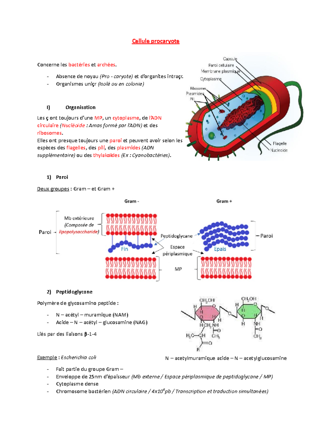 Cellule procaryote - L1 - Metz - Cellule procaryote Concerne les ...