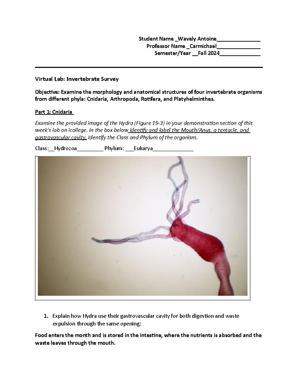 Ex. 19 Invertebrate Survey Worksheet - Student Name Wavely Antoine ...