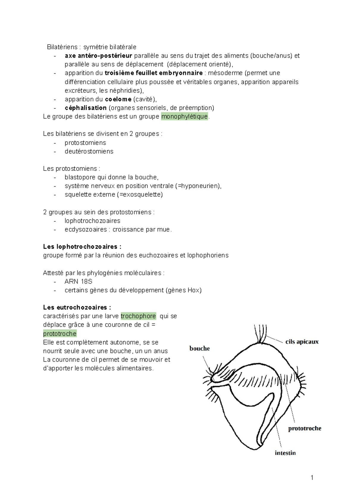 zoologie cours complet - Bilatériens : symétrie bilatérale - axe antéro ...