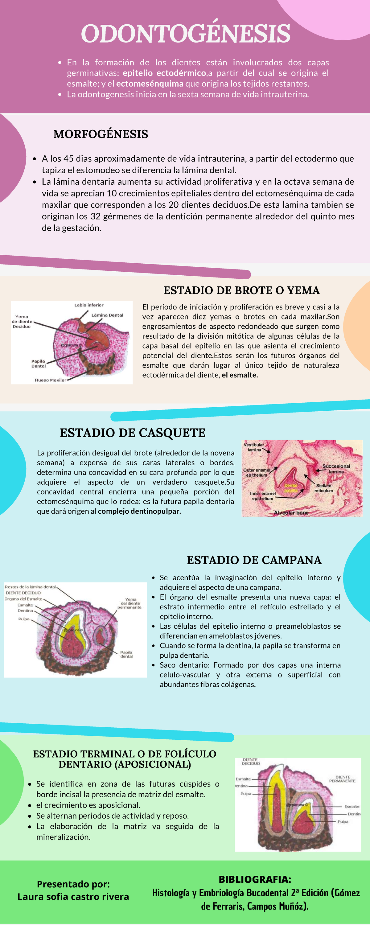 Infografía desarrollo dental - ODONTOGÉNESIS ESTADIO DE BROTE O YEMA El periodo de iniciación y ...