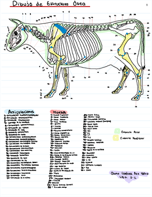 TP2 - Dorso miss fmed - L2 - DORSO FILADD Características de las vértebras FILADD ####### - Studocu